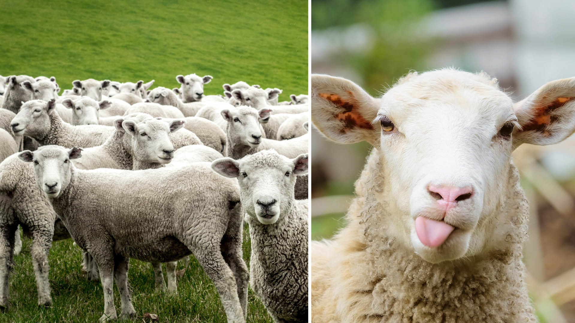 double diamond sheep scotland Archives > Travel + Leisure India